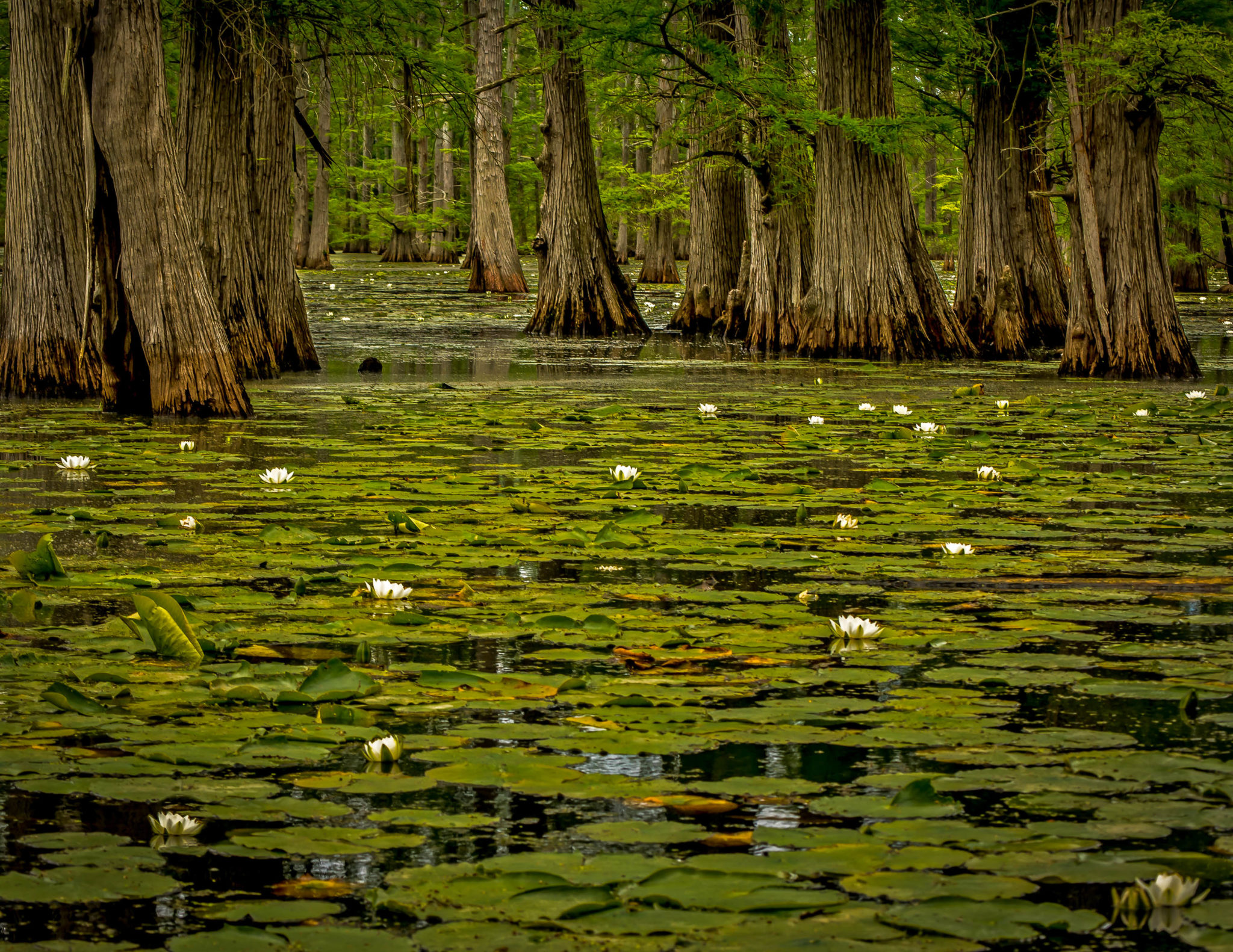 Henderson Attractions - Henderson Tourist Commission